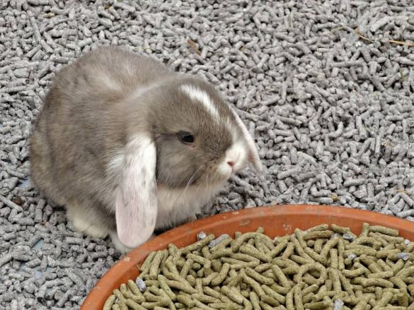 Best Bedding for Rabbits: Our Top 6 List for Great Odor Control ...