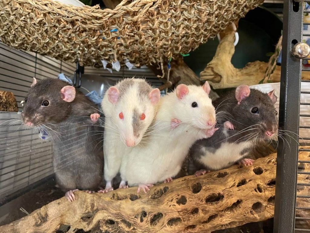 Dumbo vs Fancy Rats: All Pet Rats Are Fancy, Not All Are Dumbo