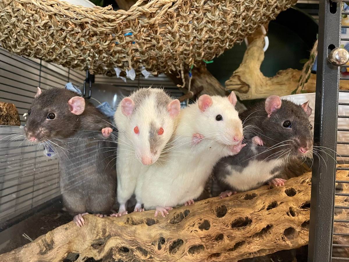 700 Cute Pet Rat Names Famous Disney Rats Pair Names Black