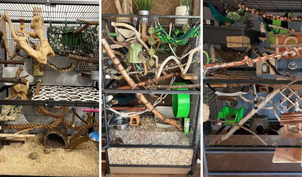 Ideal Rat Cage Setup at Amelie Woolley blog