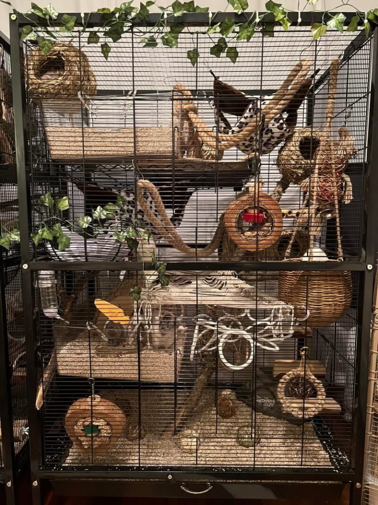 Rat Cage Setup Ideas & Tips [+ Photos] | Keep Your Rats Active