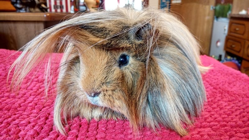Guinea Pig Grooming 101: How To Keep Your Guinea Pigs Clean | Animallama