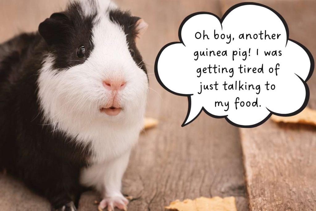 How to Introduce Guinea Pigs in 4 Steps: Fluffy, Meet Fluffier