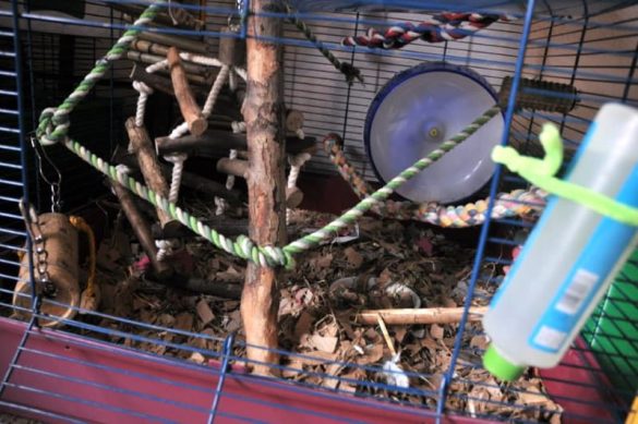 The Best Rat Bedding Options That Are Safe & Comfortable | Animallama