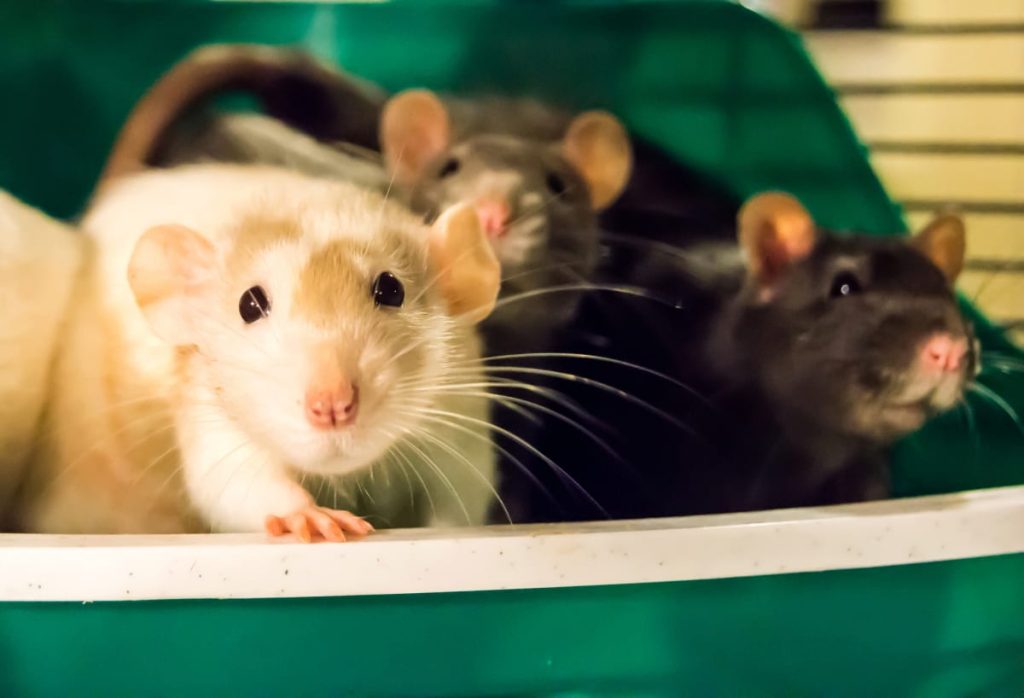Homemade Rat Treats: 6 Yummy Recipes Your Rats Will Love