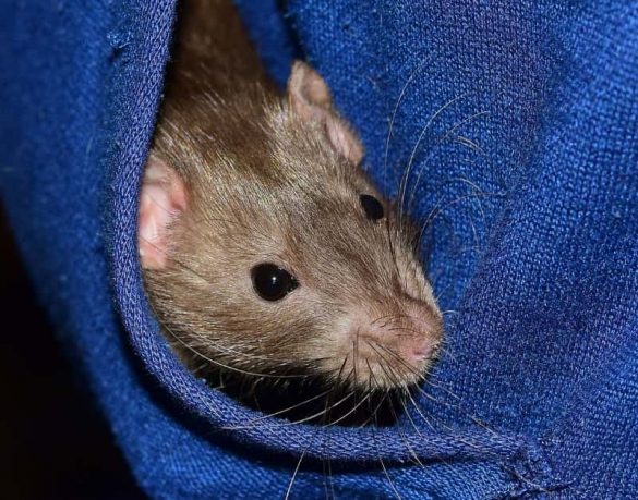 How to Bond With Your Rats: 5 Bonding Activities You Can Do Now ...