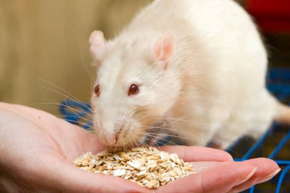 What Do Pet Rats Eat? A Guide to a Healthy Diet for Rats | Animallama