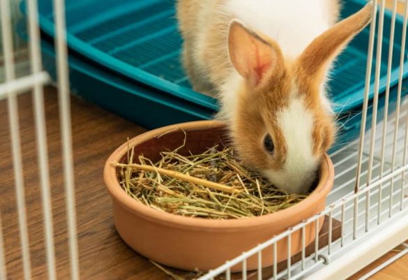 How to Clean a Rabbit Cage: Daily & Weekly Cleaning Activities | Animallama