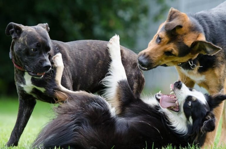 What Do Dogs Like To Do? Most Dogs Would Tell You These 10 Things ...