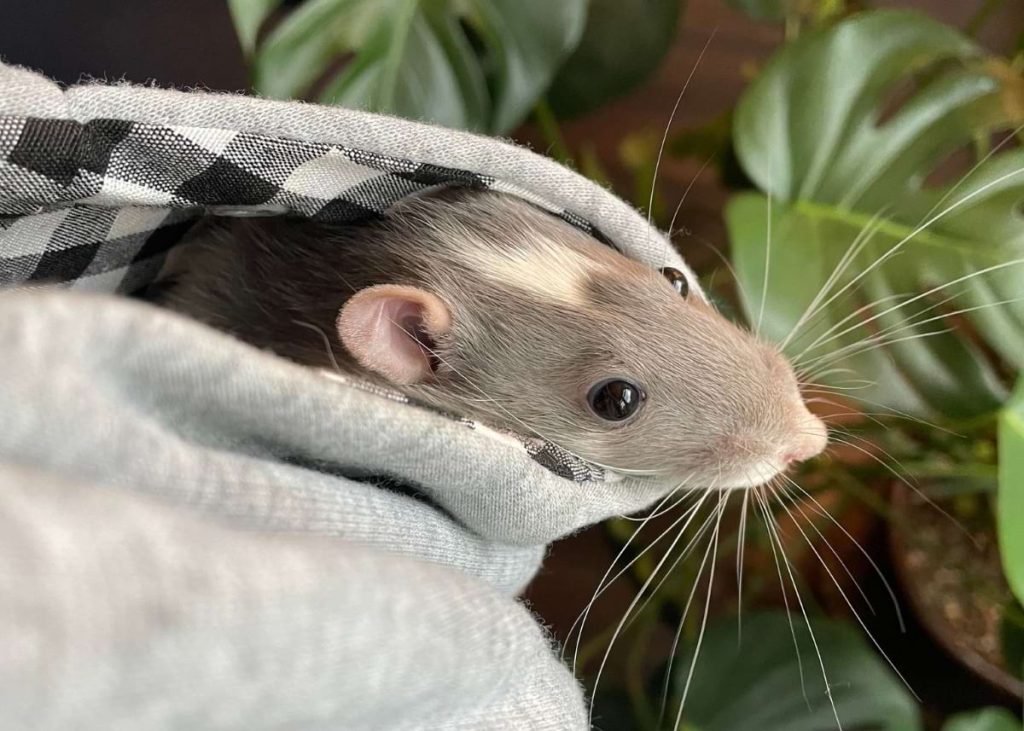 Grooming Pet Rats: Bathing, Nail, Teeth, & Ear Care | Animallama