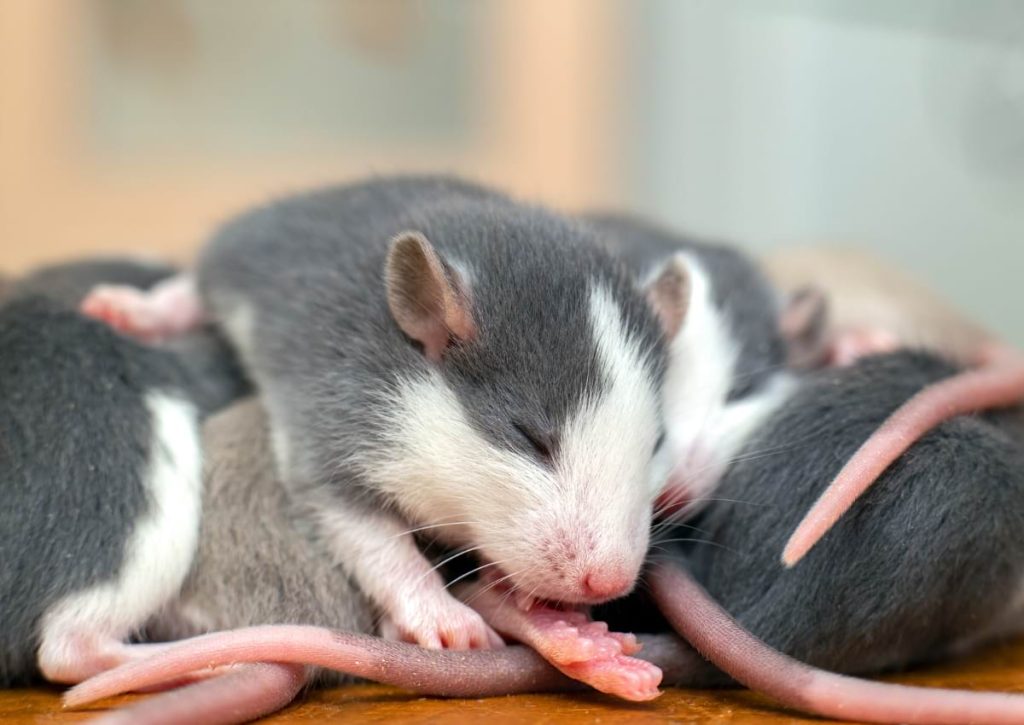Baby Rat Care: 6 Basics to Know When Caring for Newborns