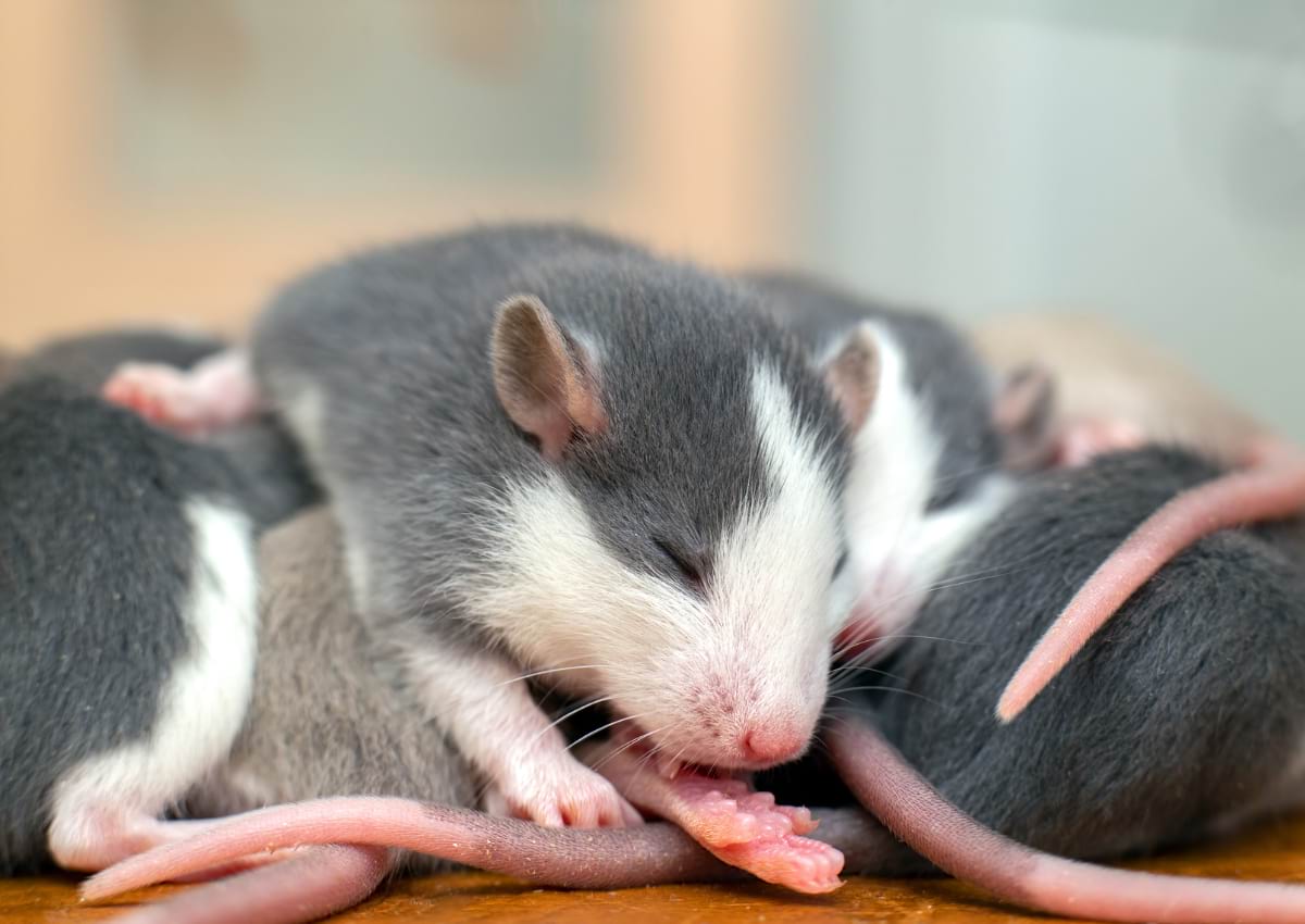 Baby Pet Rats
