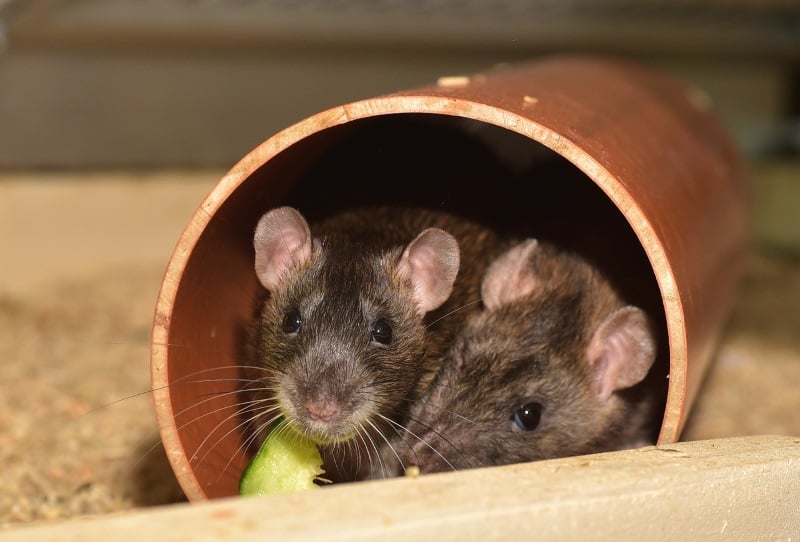 10 Pet Rat Facts to Keep in Mind When Caring for Rats | Animallama