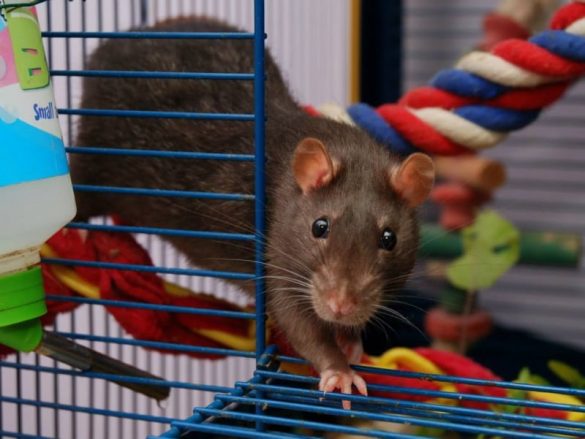 Rat Cage Requirements & Things to Avoid When Buying a Cage | Animallama
