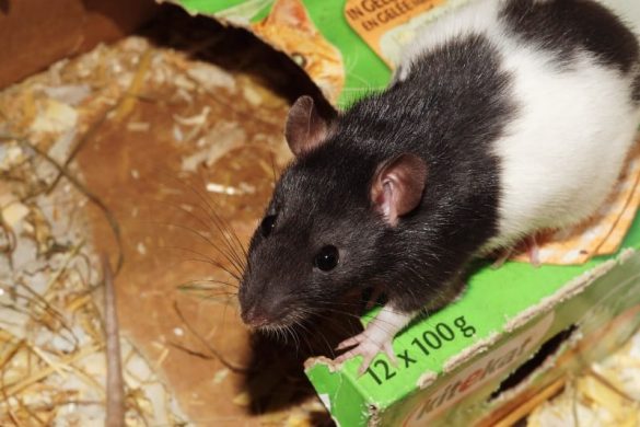 How to Entertain Pet Rats: 7 Fun Ideas Your Rats Will Love | Animallama