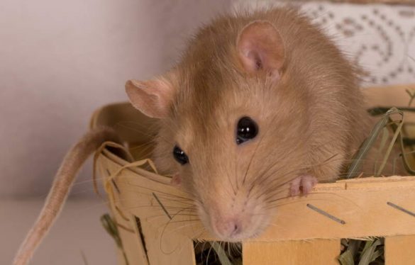 Our Best Rat Bedding Picks: Based on 20 Years of Experience