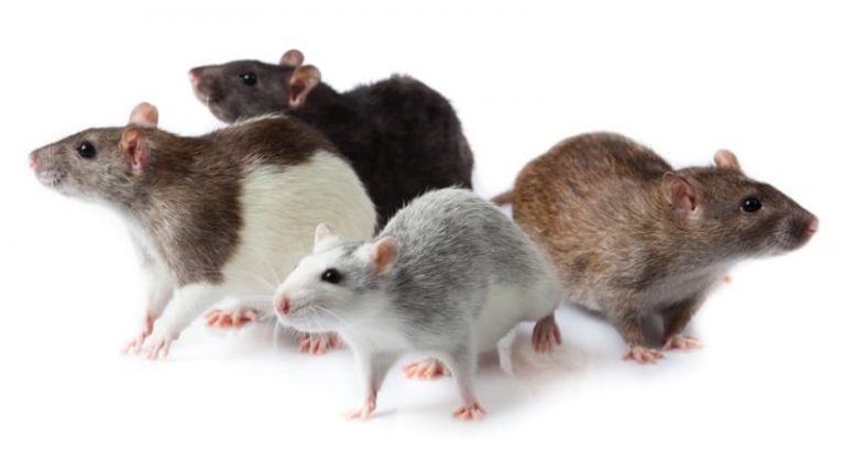 Pet Rat Breed & Varieties: Types of Pet Rats (Pictures)