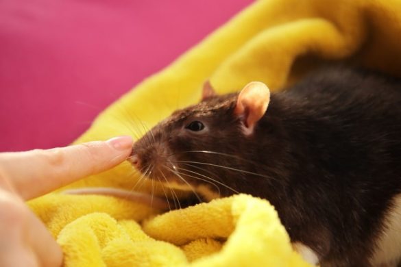 Grooming Pet Rats: Bathing, Nail, Teeth & Ear Care | Animallama