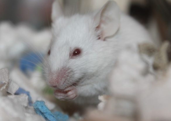 Pet Mice Breed & Varieties: What Type of Mice Are Your Pets? | Animallama