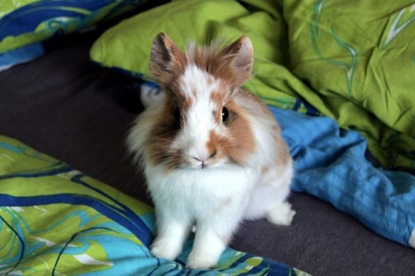 How To Make Your Rabbits Happy: 12 Ways To Keep Them 100% Pleased ...