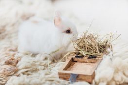 8 Signs of Stress in Rabbits & How to Help Calm Them Down | Animallama