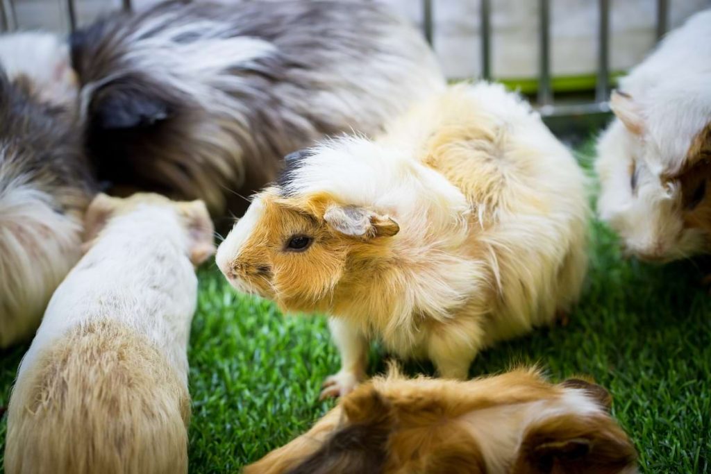How to Entertain Your Guinea Pigs? 10 Games & Entertainment Ideas ...
