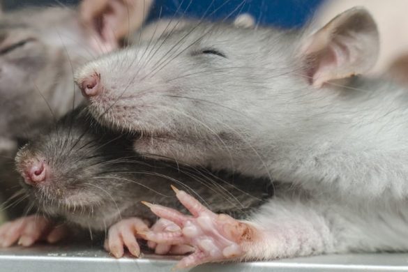 10 Pet Rat Facts Every Rat Owner Should Know