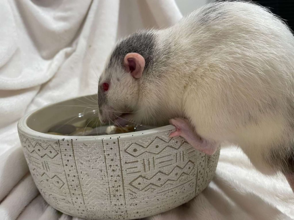 What Do Pet Rats Eat? A Guide to a Healthy Diet for Rats