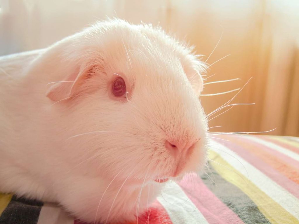 Are Your Guinea Pigs Fighting? 5 Things to Do | Animallama