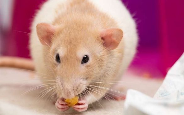 Homemade Rat Food: Healthy Dry Mix Recipe | Animallama