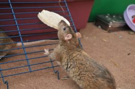 How Smart Are Rats? Facts Backed By Science & Our Personal Experience ...