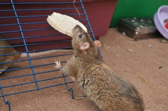 How Smart Are Rats? Facts Backed By Science & Our Personal Experience ...