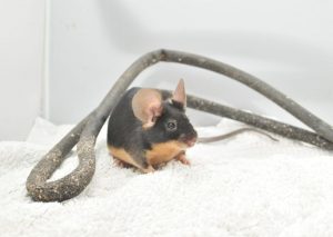 Pet Mice Breed & Varieties: What Type of Mice Are Your Pets? | Animallama