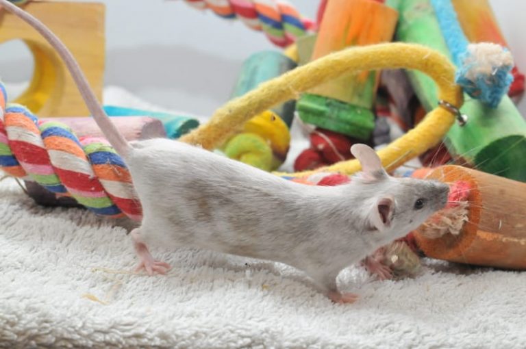 Pet Mice Breed & Varieties: What Type of Mice Are Your Pets? | Animallama