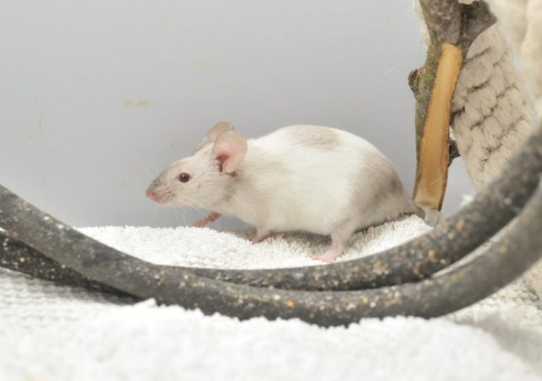 Pet Mice Breed & Varieties: What Type of Mice Are Your Pets? | Animallama