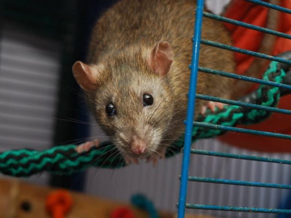 How Long Do Pet Rats Live? Pet Rat Lifespan & How to Help Extend a Rat ...