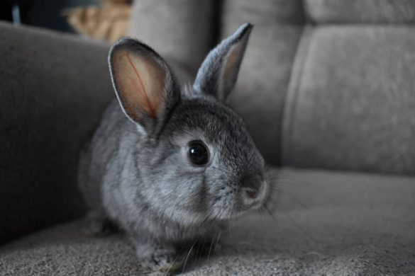 8 Signs of a Depressed Rabbit: Learn How to Spot the Symptoms Early ...