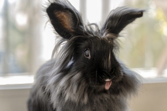 8 Signs of a Depressed Rabbit: Learn How to Spot the Symptoms Early ...