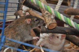 How Long Do Pet Rats Live? Pet Rat Lifespan & How to Help Extend a Rat ...