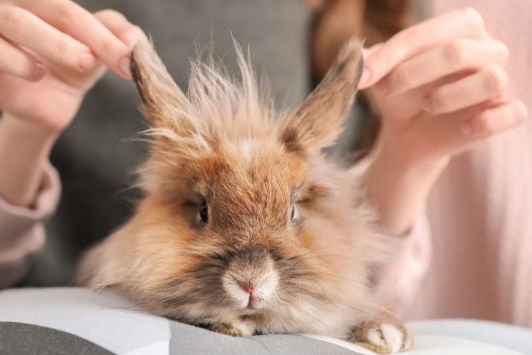 Rabbit Grooming: A Complete Grooming Routine For Your Bunny | Animallama