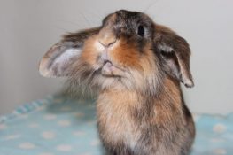 Rabbit Grooming: A Complete Grooming Routine For Your Bunny | Animallama