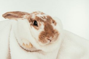Rabbit Grooming: A Complete Grooming Routine For Your Bunny | Animallama