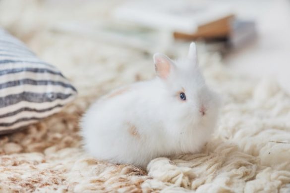 Rabbit Grooming: A Complete Grooming Routine For Your Bunny | Animallama