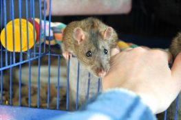 The Best Rat Bedding Options That Are Safe & Comfortable | Animallama