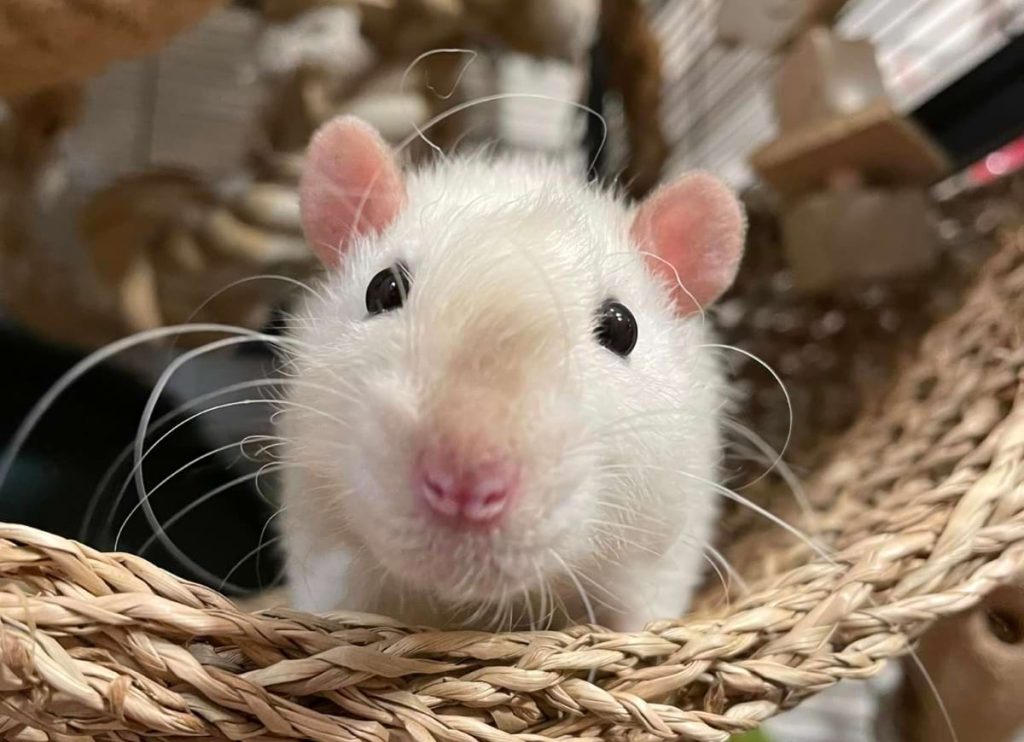 10 Proven Tips for Socializing Shy and Nervous Pet Rats