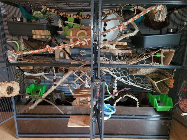 Bioactive & Naturalistic Rat Cage Setup: How to Get Started