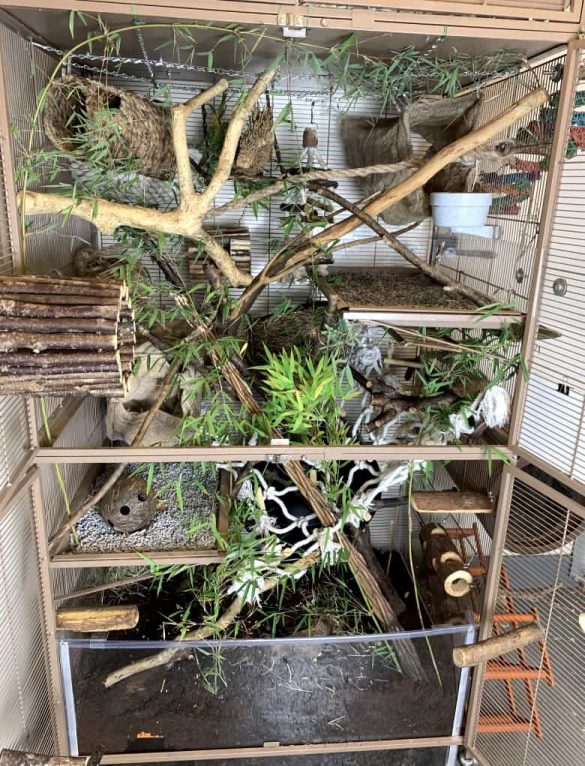Rat Cage Setup Ideas & Tips [+ Photos] | Keep Your Rats Active