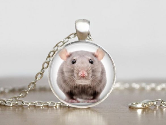 12 Awesome Gifts for Rat Lovers & Rat Owners | Animallama
