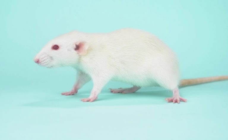 Common Rat Coat Colors: The Genetics of Rat Varieties | Animallama