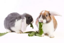 10 Friendliest Rabbit Breeds: The Most Affectionate, Cuddly & Gentle Breeds